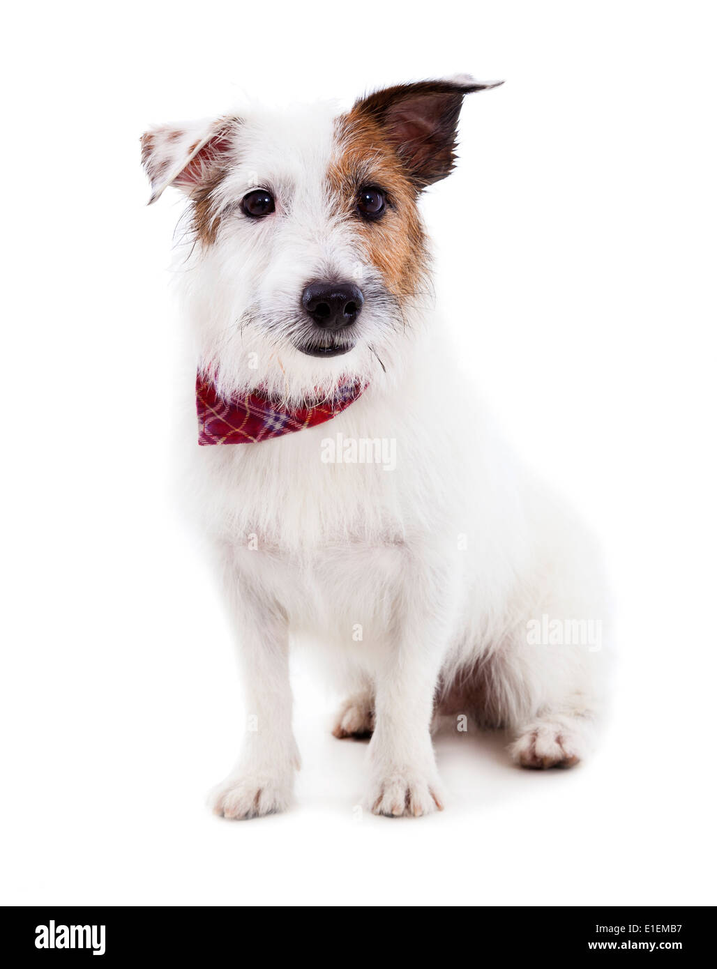 Sfondo bianco jack russel terrier immagini e fotografie stock ad alta ...