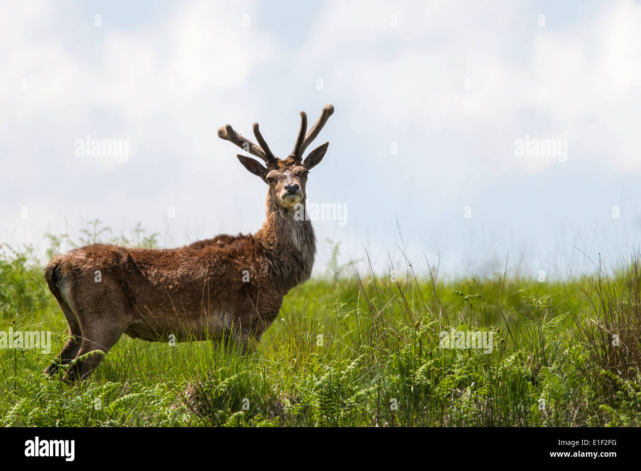 Cervo giovane cervo rosso immagini e fotografie stock ad alta ...