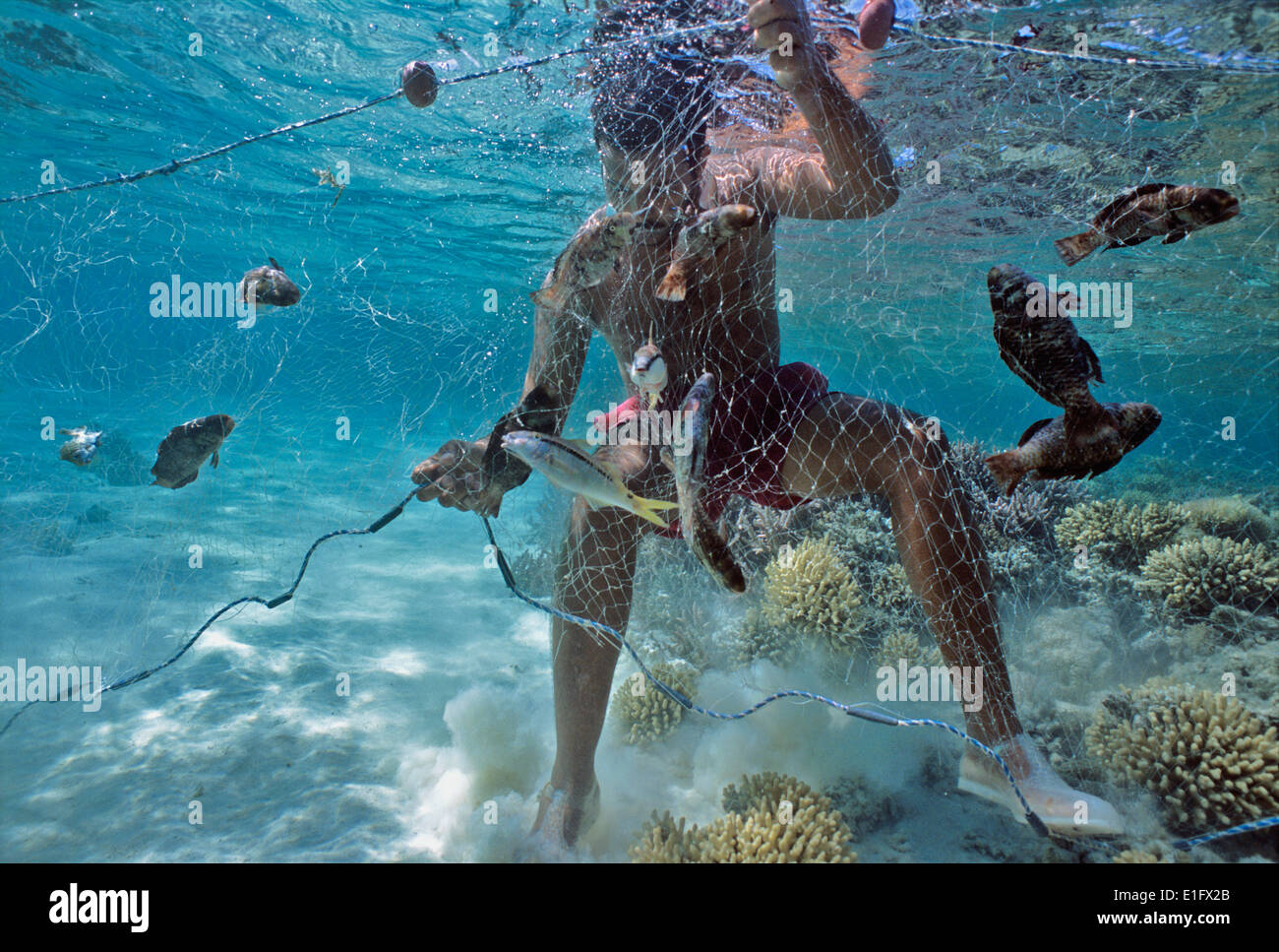 Pescatore beduino untangling gill net piena di Coral reef pesce pesca ...