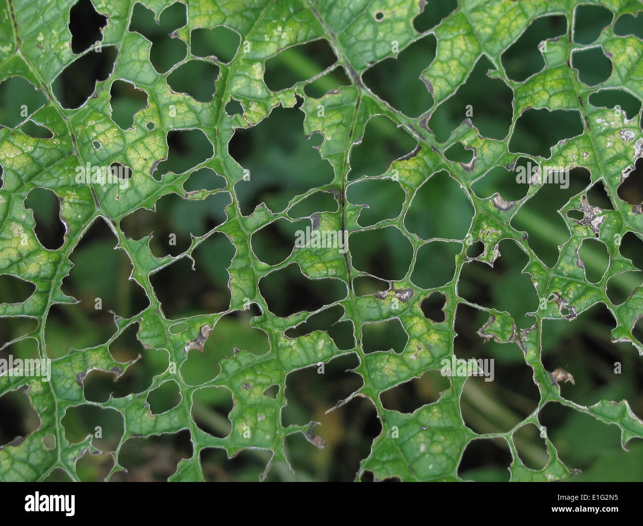 Mangiato dagli insetti immagini e fotografie stock ad alta risoluzione ...