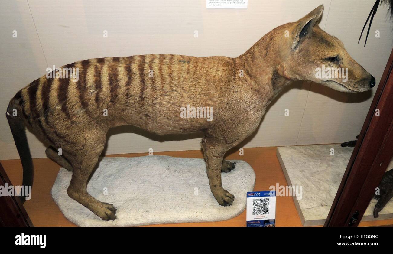 La thylacine era il più grande carnivoro noto marsupiale dei tempi ...
