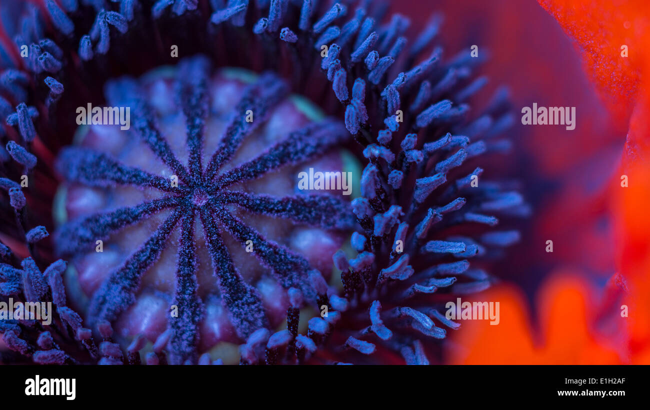 Papavero orientale immagini e fotografie stock ad alta risoluzione - Alamy