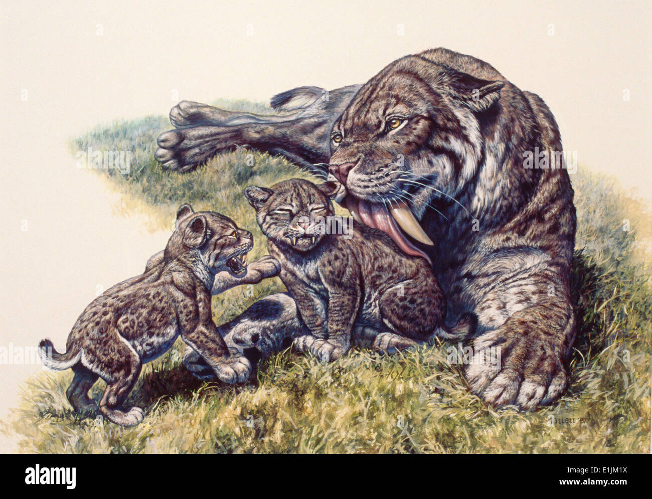 Epoca del miocene immagini e fotografie stock ad alta risoluzione - Alamy