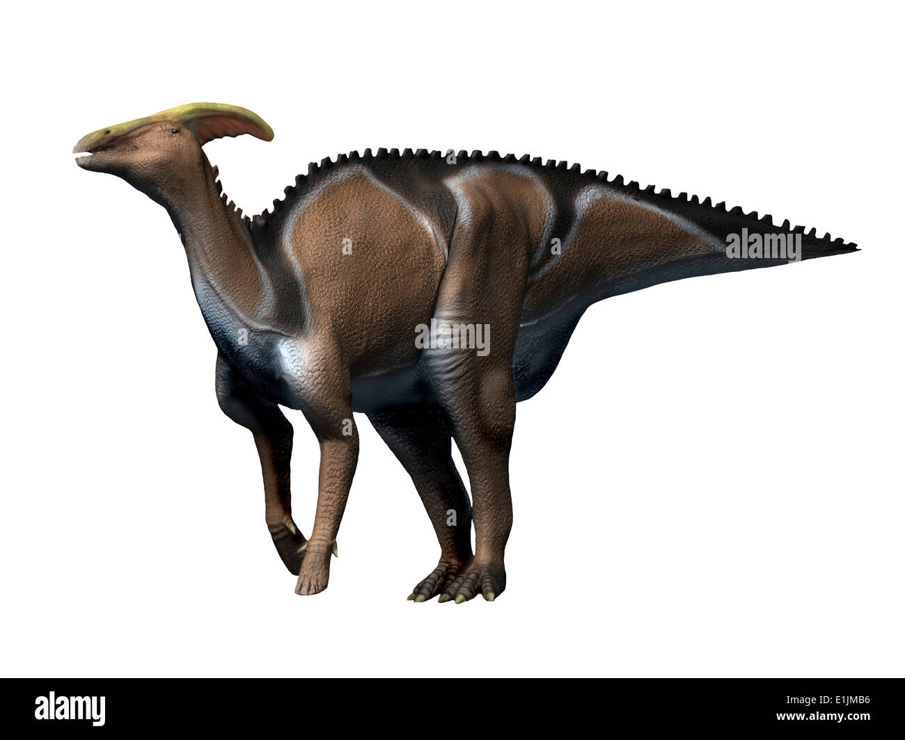 Charonosaurus jiayinensis immagini e fotografie stock ad alta ...