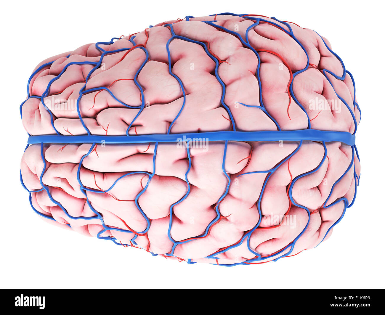 Vene del cervello umano immagini e fotografie stock ad alta risoluzione ...