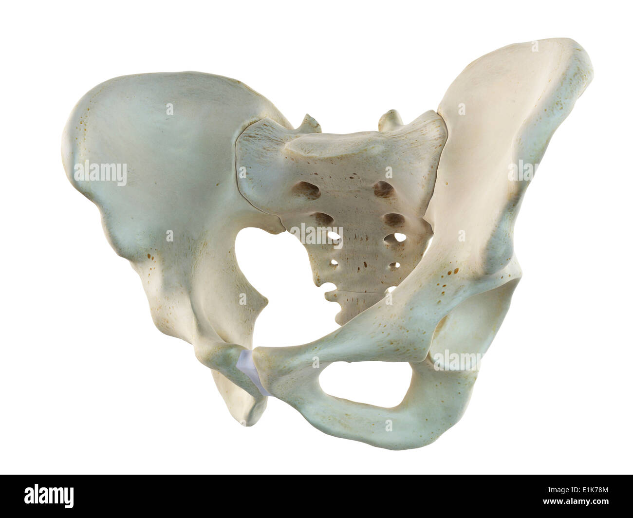 Cresta iliaca immagini e fotografie stock ad alta risoluzione - Alamy