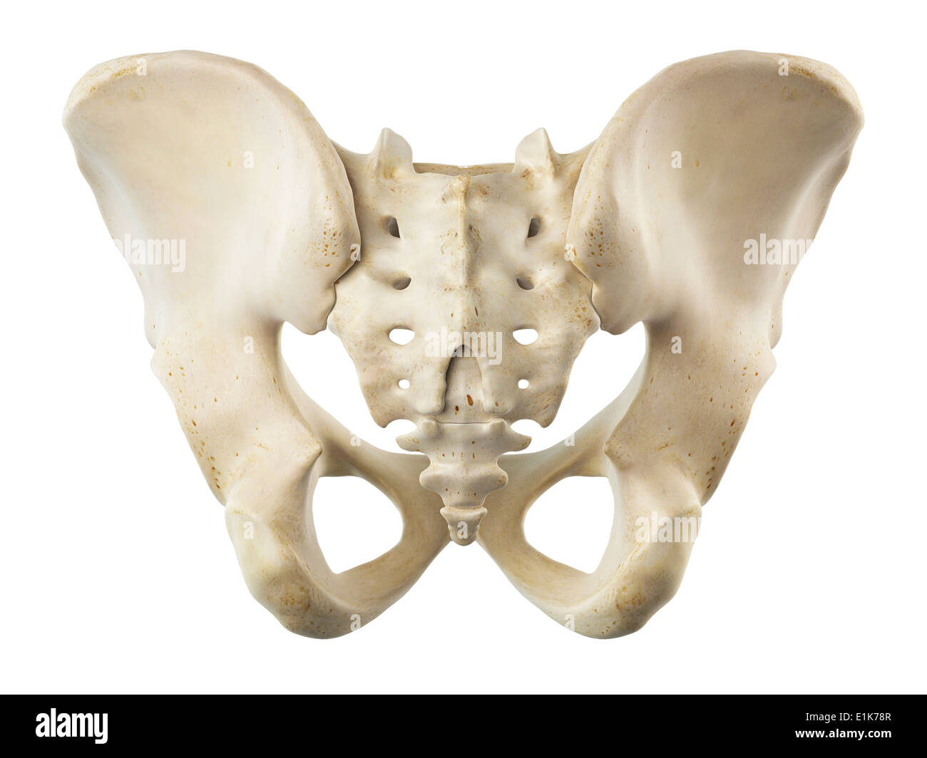 Cresta iliaca immagini e fotografie stock ad alta risoluzione - Alamy