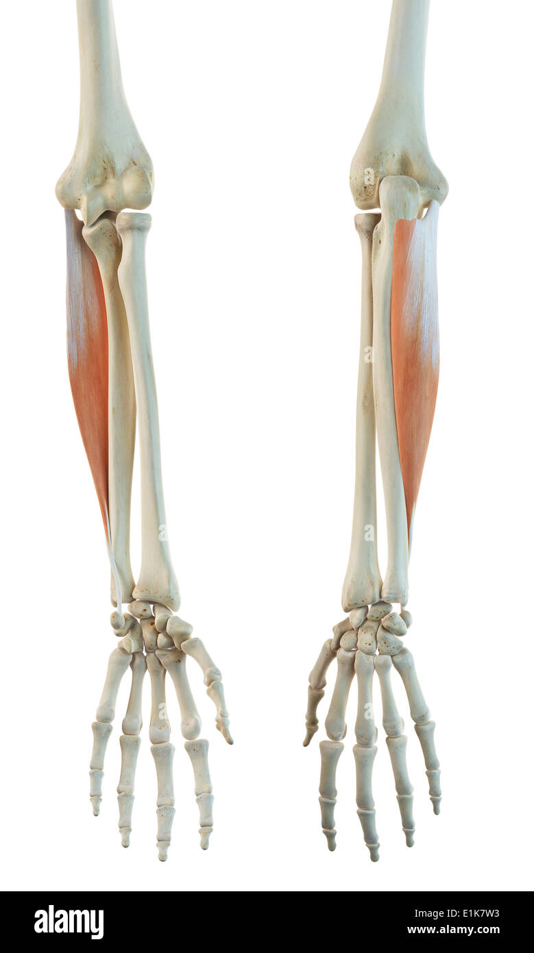 Muscolo flessore immagini e fotografie stock ad alta risoluzione - Alamy