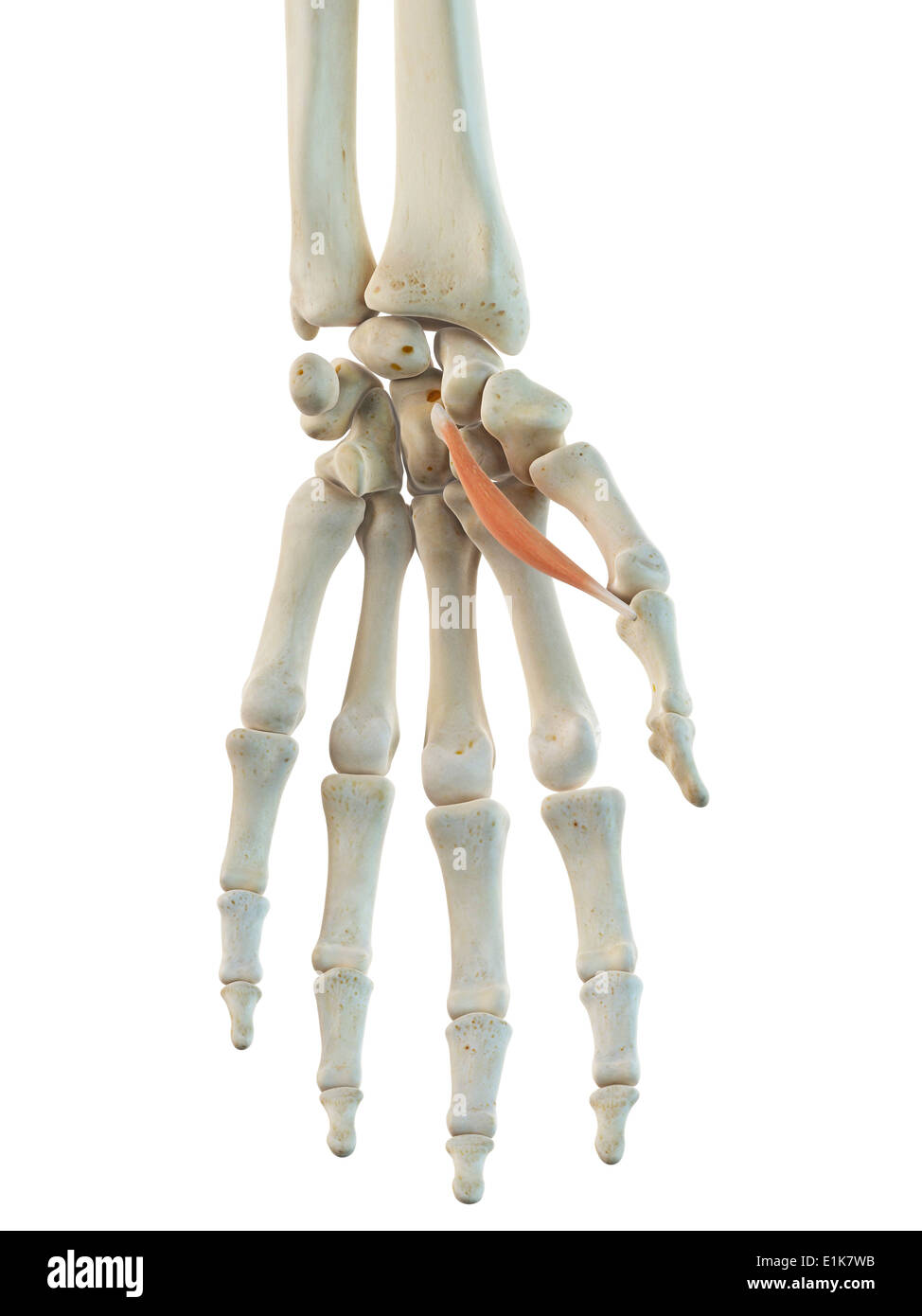 Muscolo flessore immagini e fotografie stock ad alta risoluzione - Alamy