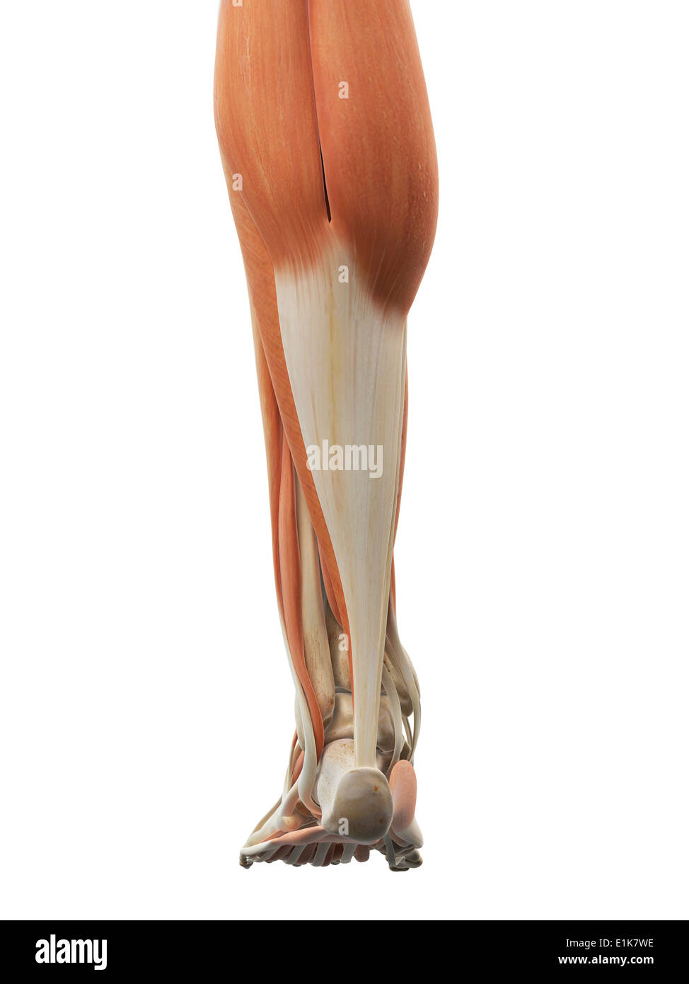 Anatomia di umana i muscoli della gamba immagini e fotografie stock ad ...