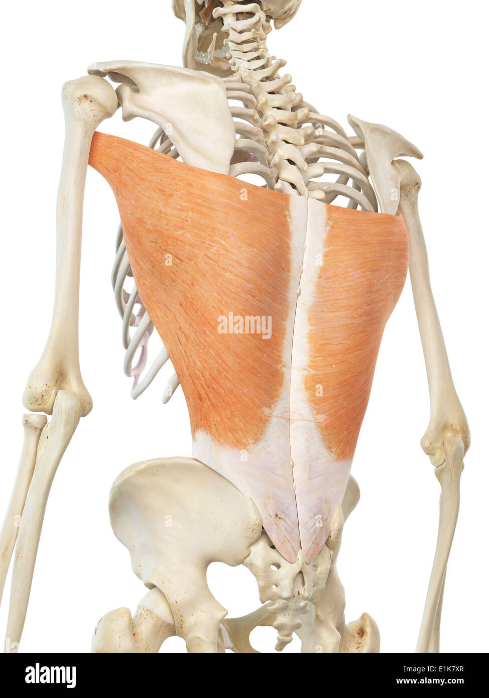 Latissimus dorsi anatomy muscles immagini e fotografie stock ad alta ...