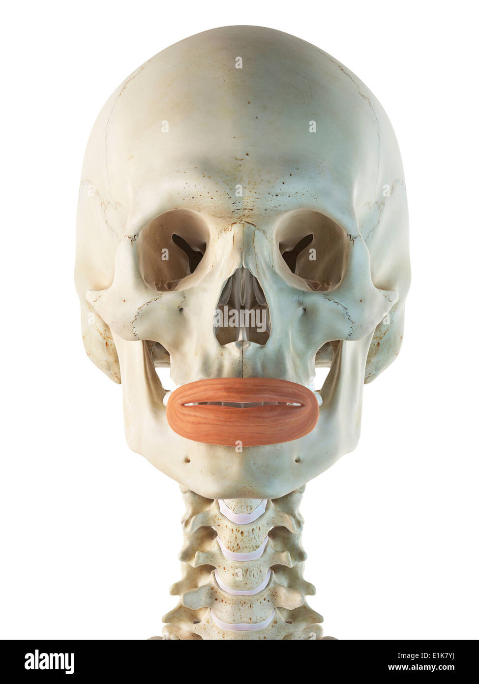 Muscolo orbicularis oris immagini e fotografie stock ad alta ...