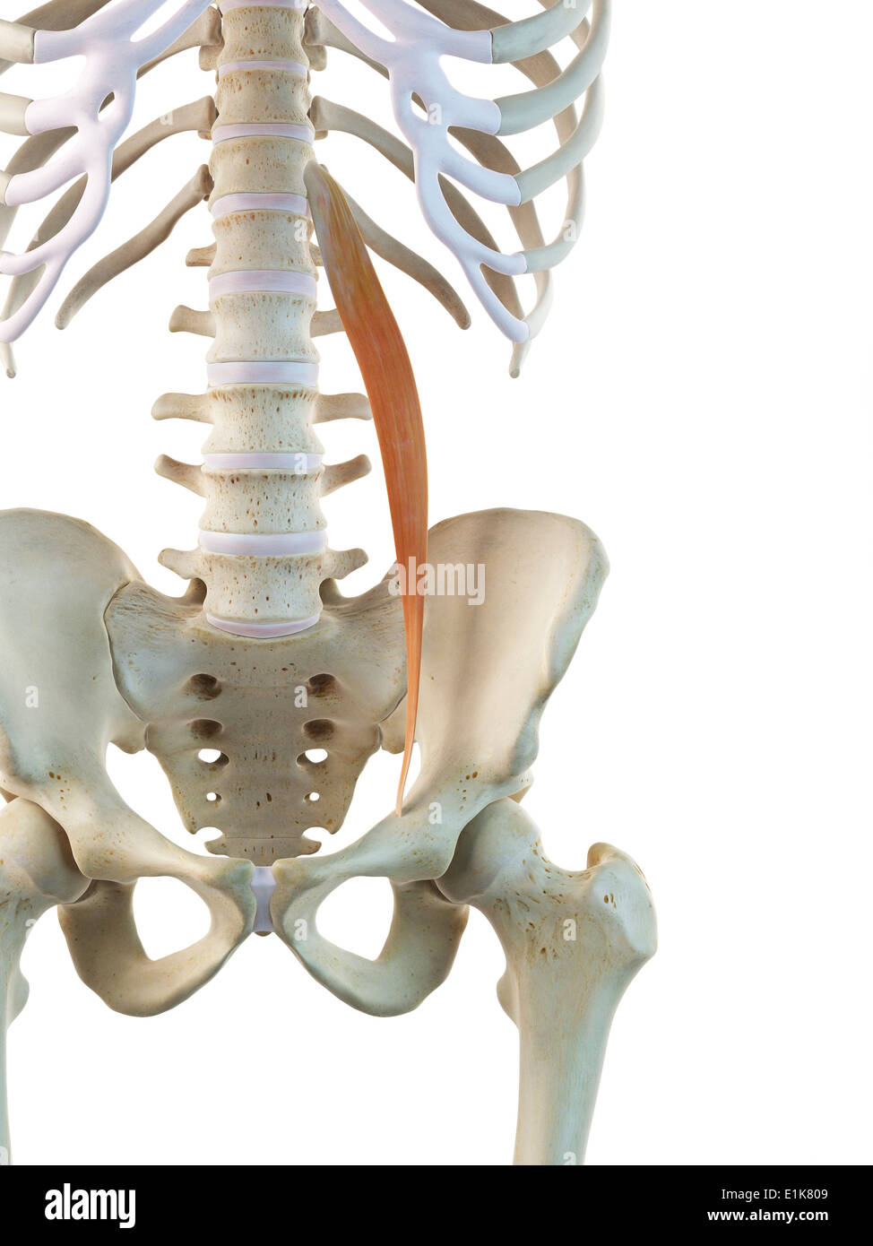 Músculo psoas anatomía immagini e fotografie stock ad alta risoluzione ...