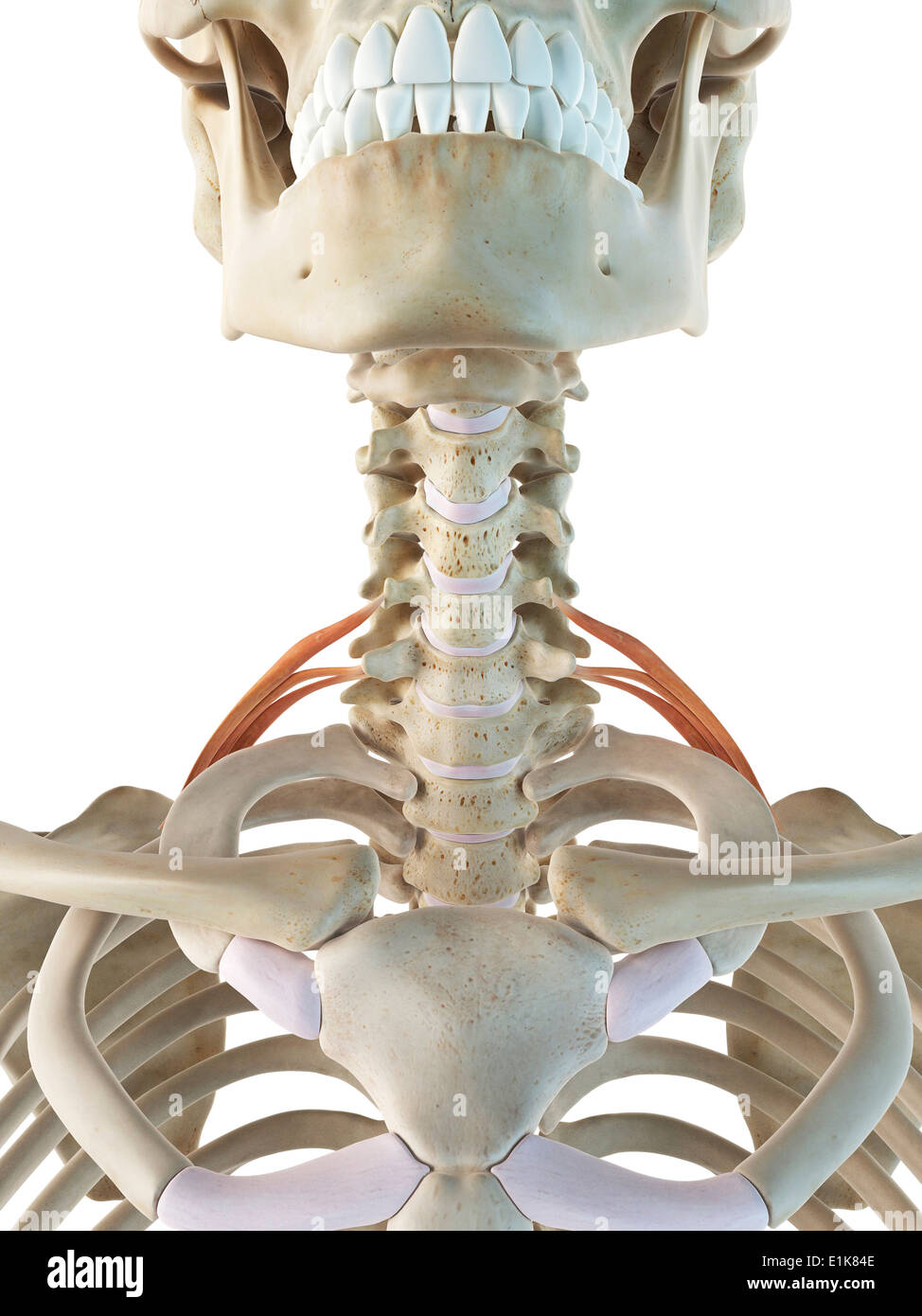 Muscoli scaleni immagini e fotografie stock ad alta risoluzione - Alamy