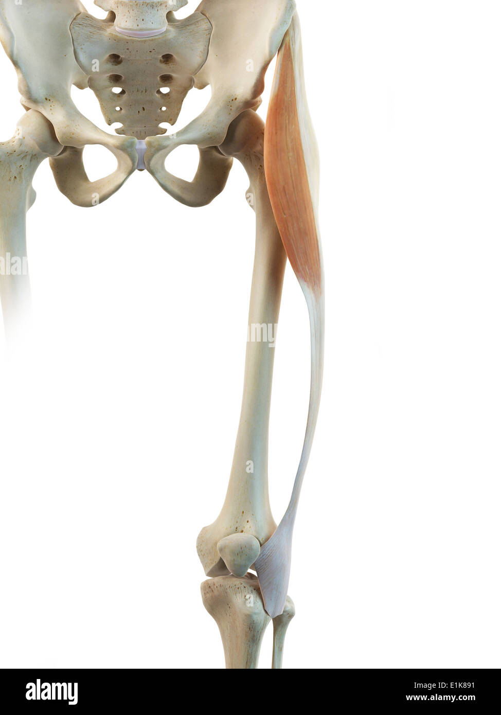 Muscolo tensore della fascia lata immagini e fotografie stock ad alta ...