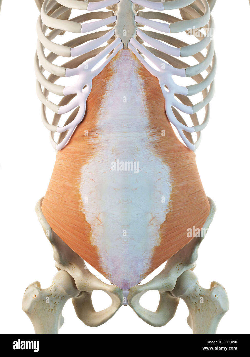 Muscoli trasverso dell'addome immagini e fotografie stock ad alta ...