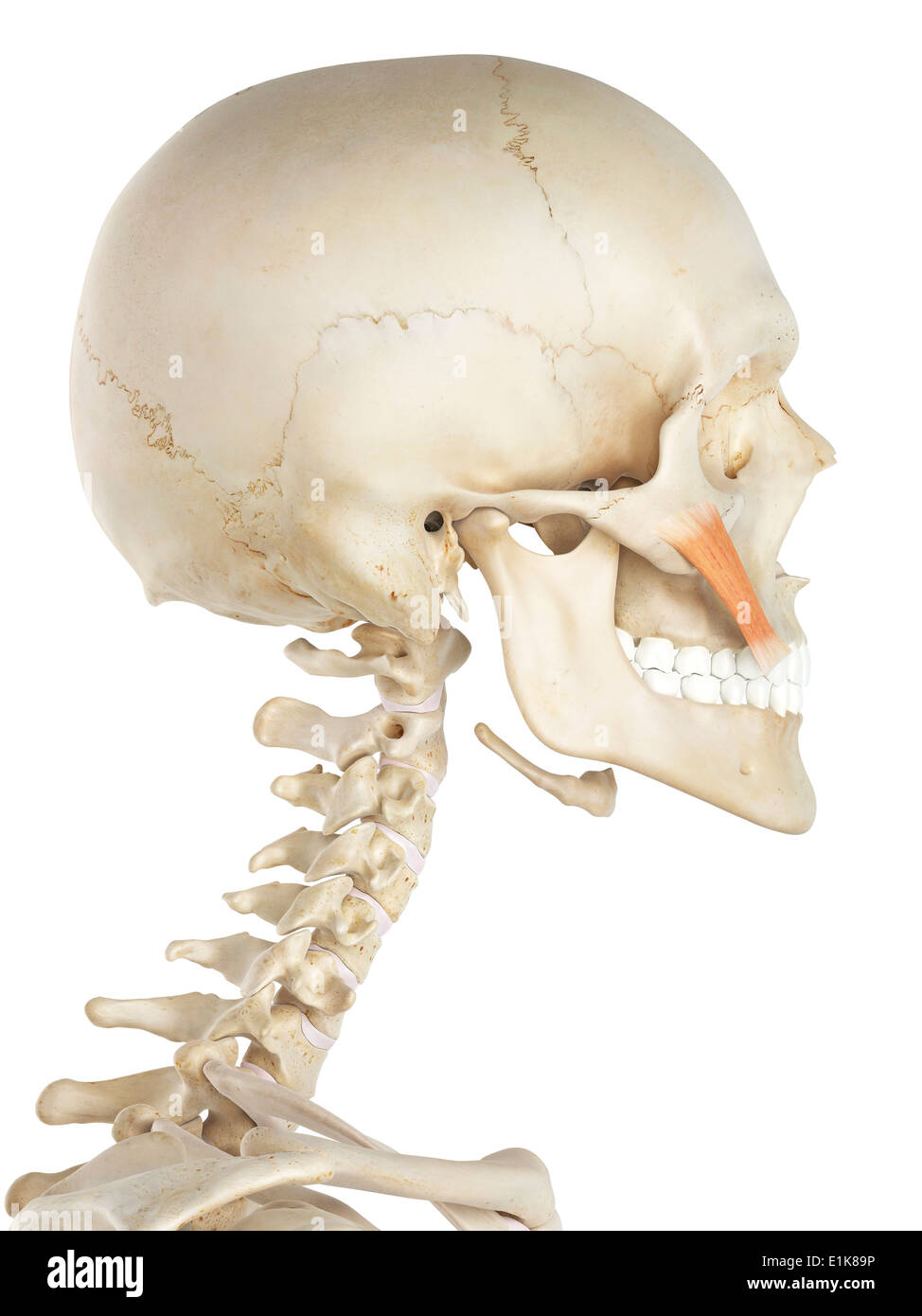 Muscolo zigomatico maggiore immagini e fotografie stock ad alta ...