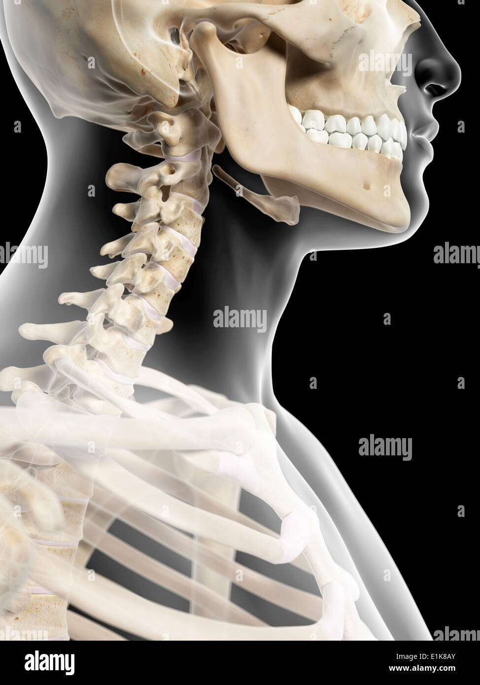 Colonna vertebrale cervicale immagini e fotografie stock ad alta ...