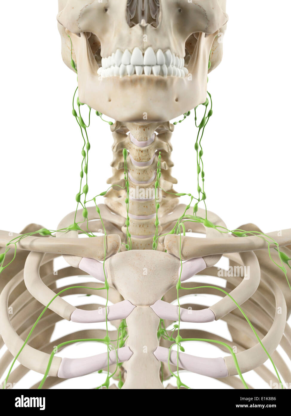 Linfonodi head neck immagini e fotografie stock ad alta risoluzione - Alamy