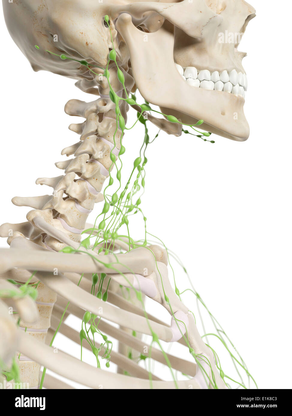 Linfonodi head neck immagini e fotografie stock ad alta risoluzione - Alamy