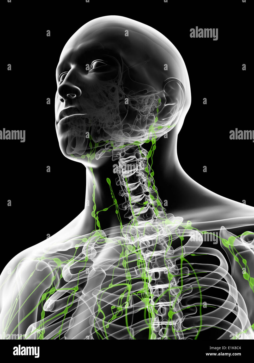 Neck lymph nodes immagini e fotografie stock ad alta risoluzione - Alamy