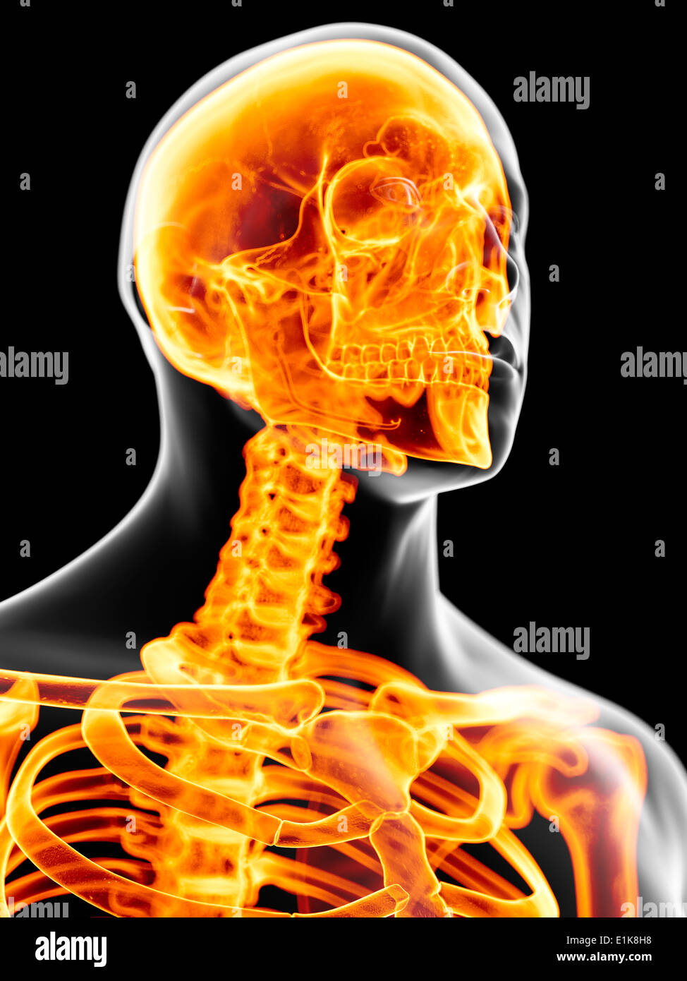 Ossa della testa e del collo immagini e fotografie stock ad alta ...