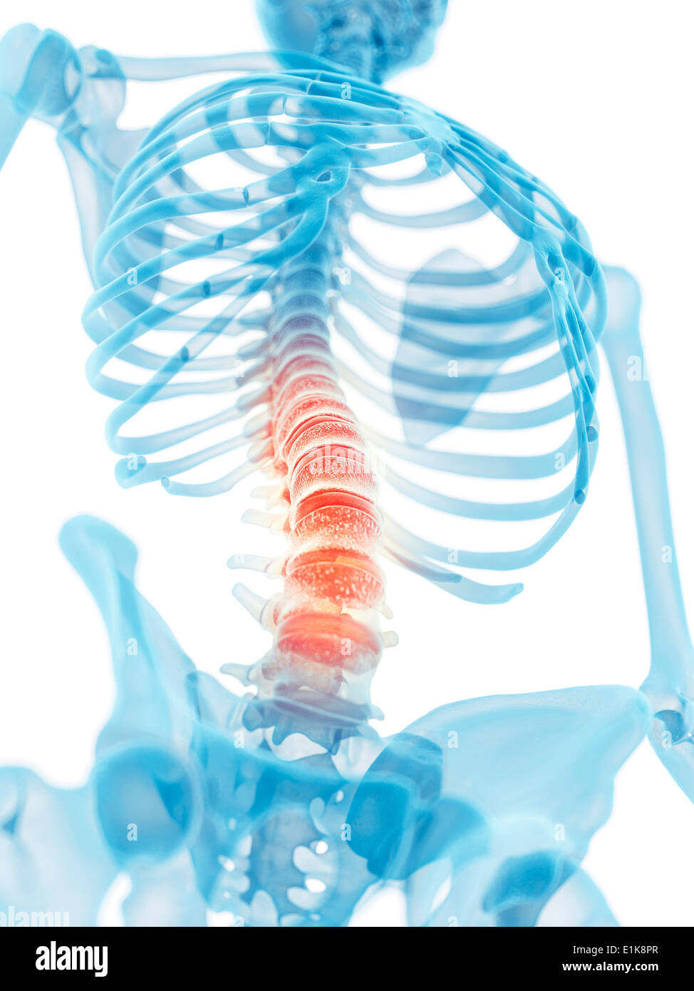 Anatomia della colonna lombare immagini e fotografie stock ad alta ...