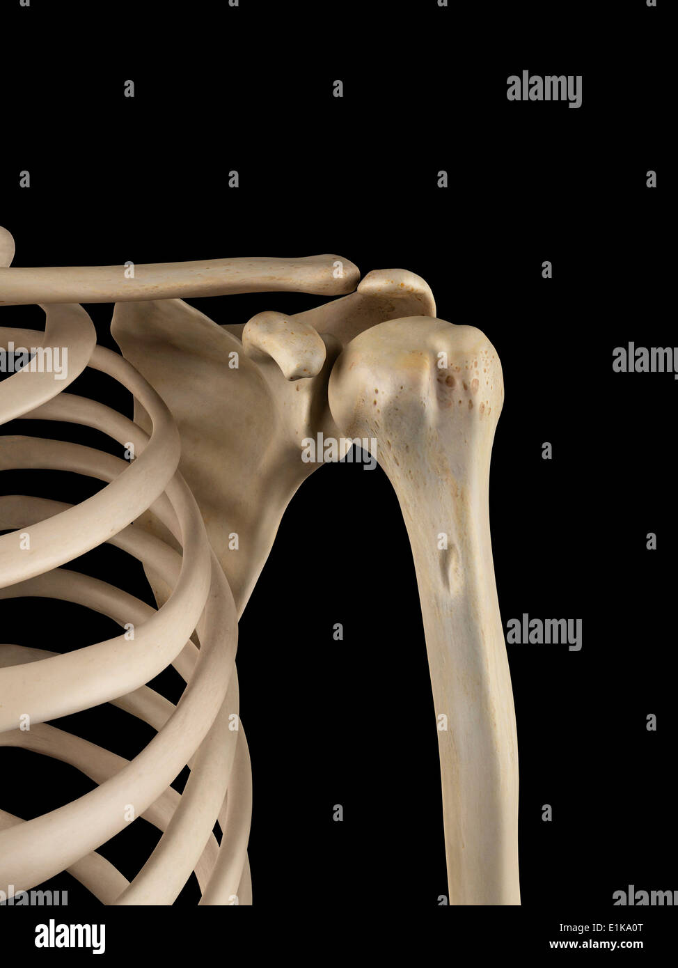 Ossa della spalla immagini e fotografie stock ad alta risoluzione - Alamy