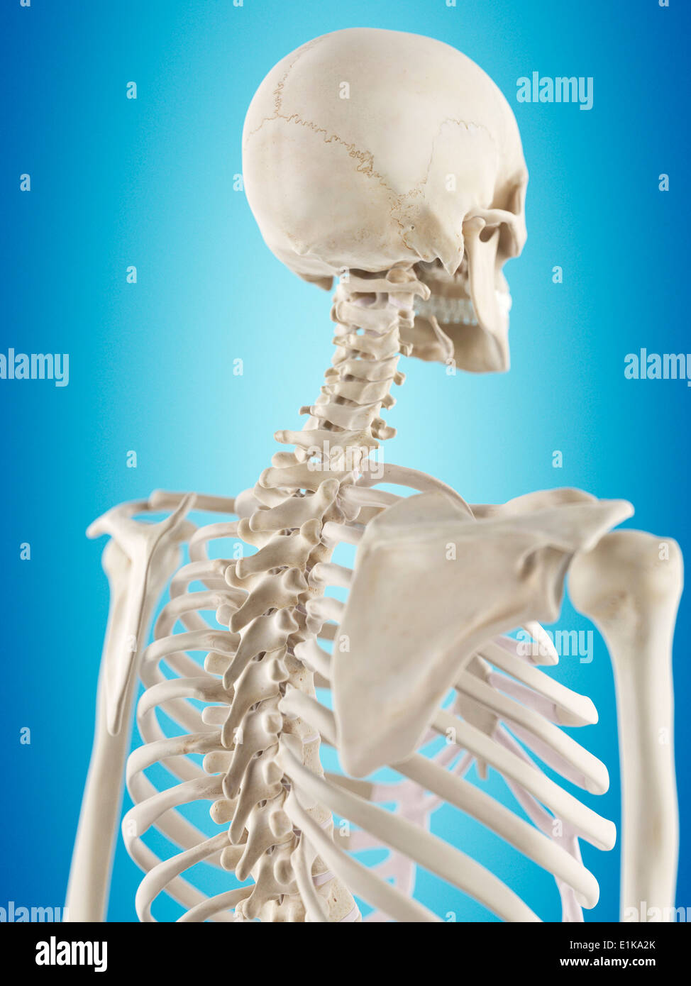 Anatomía del tórax humano immagini e fotografie stock ad alta ...