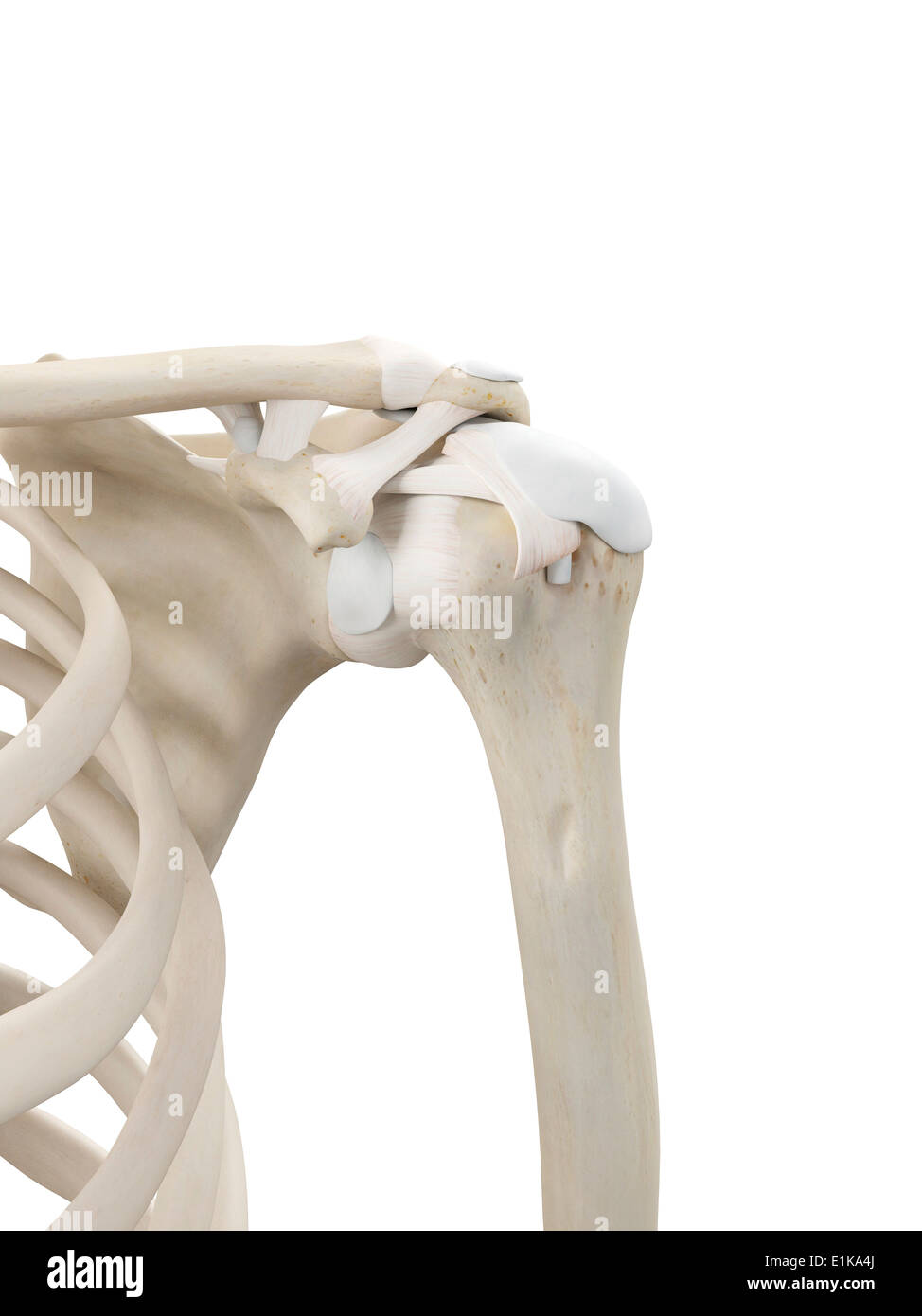 Tendini della spalla immagini e fotografie stock ad alta risoluzione ...