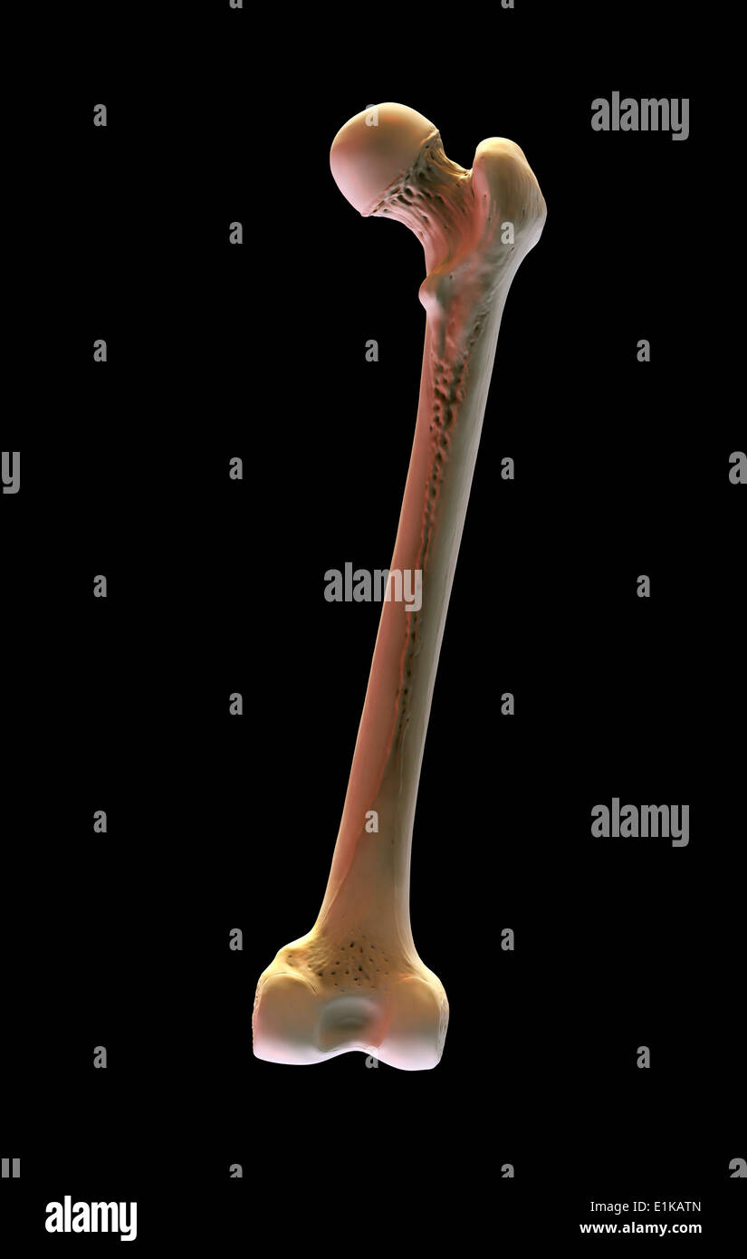 Anatomia ossea del femore immagini e fotografie stock ad alta ...