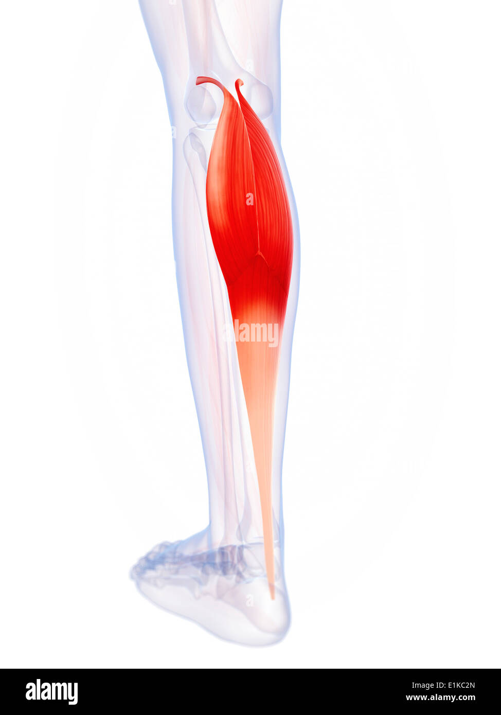 Muscolo del polpaccio umano immagini e fotografie stock ad alta ...