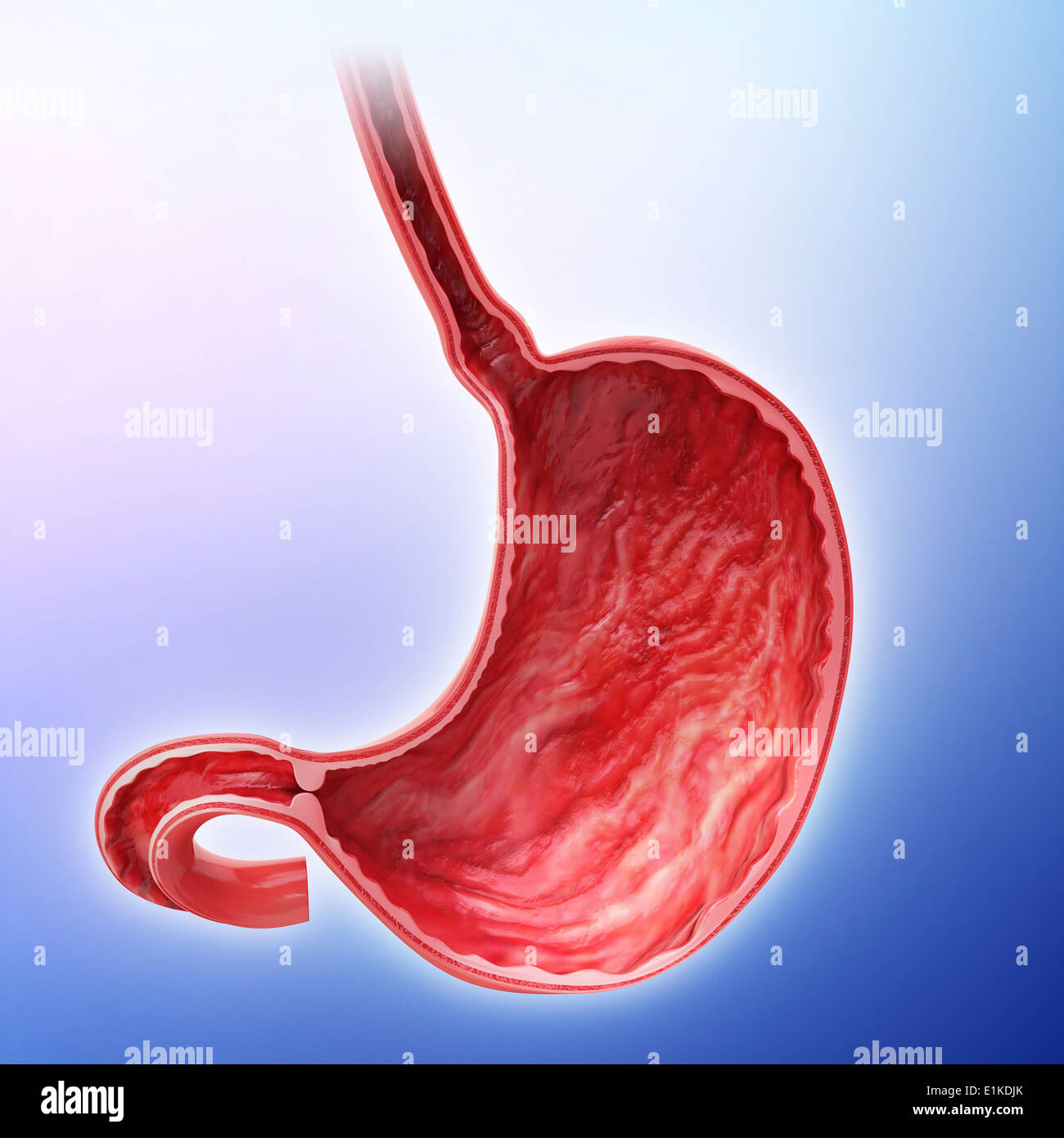 Stomaco umano immagini e fotografie stock ad alta risoluzione - Alamy