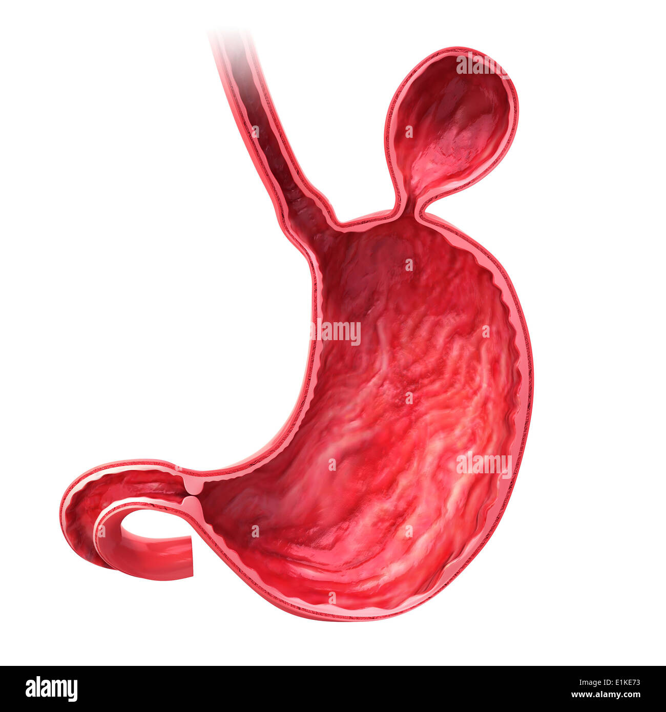Digestione dello stomaco umano immagini e fotografie stock ad alta ...