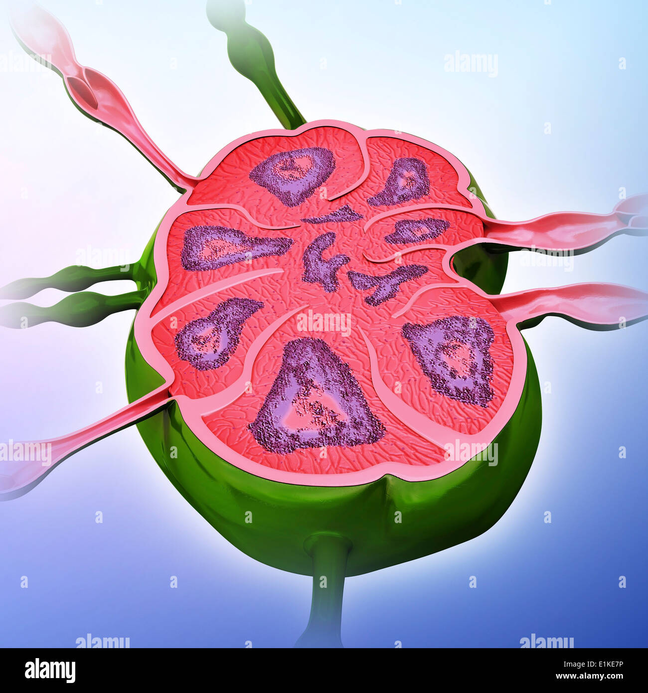 Linfonodo umano immagini e fotografie stock ad alta risoluzione - Alamy