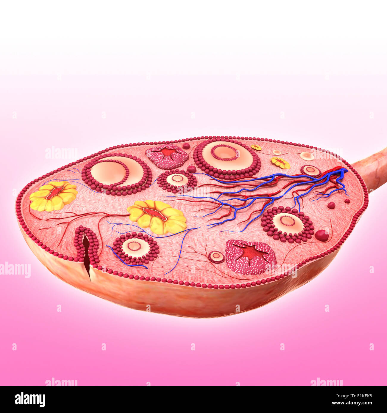 Legamento ovarico immagini e fotografie stock ad alta risoluzione - Alamy