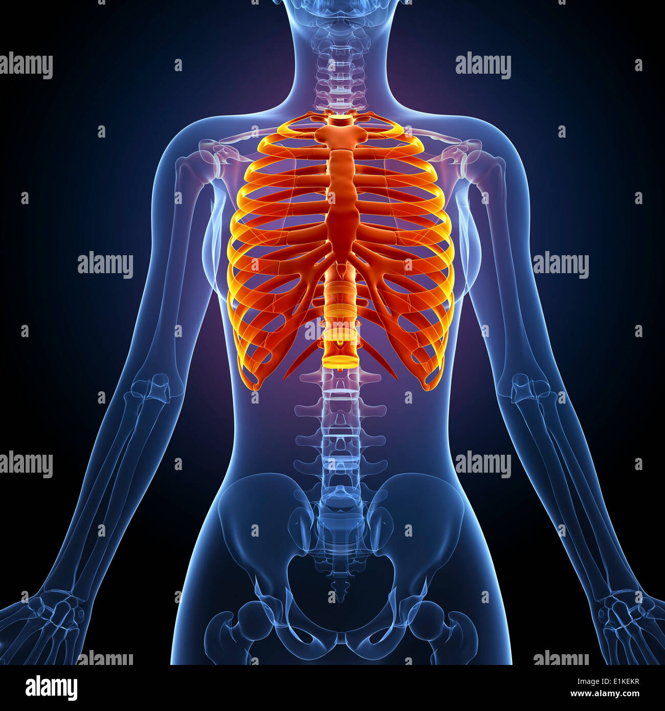 Gabbia toracica umana immagini e fotografie stock ad alta risoluzione ...