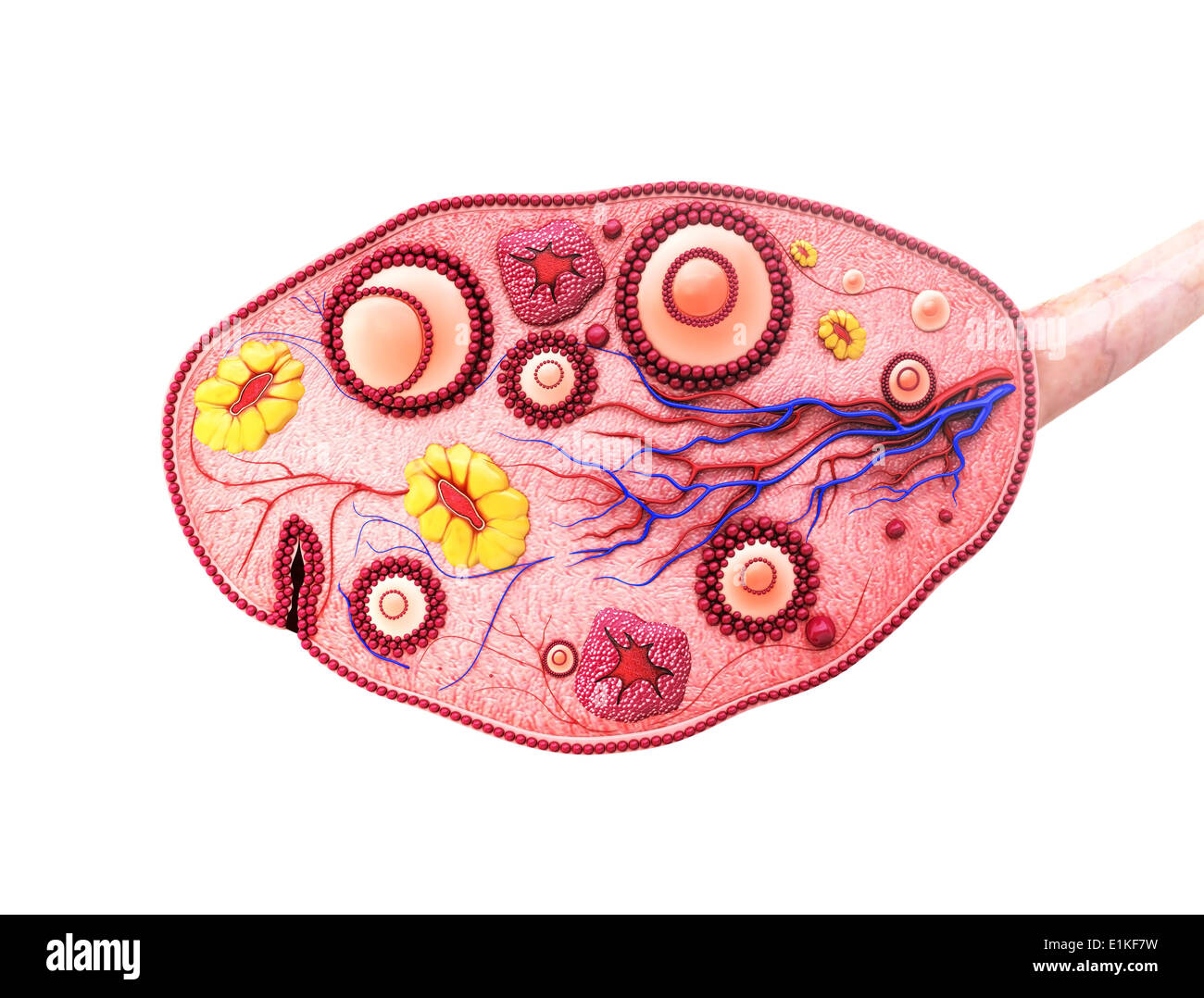 Ligament of ovary immagini e fotografie stock ad alta risoluzione - Alamy