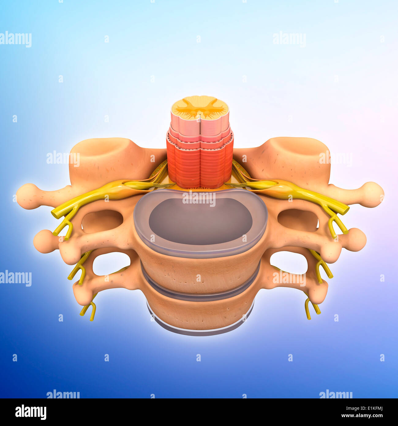 Vertebre dorsali immagini e fotografie stock ad alta risoluzione - Alamy