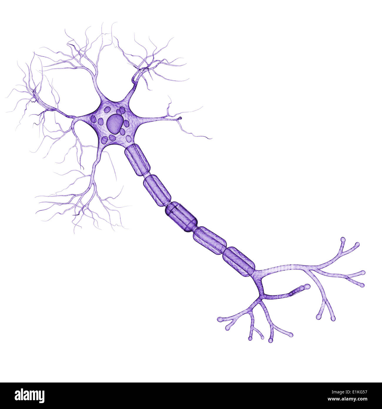 Cellule nervose del cervello umano Immagini senza sfondo e Foto Stock ...