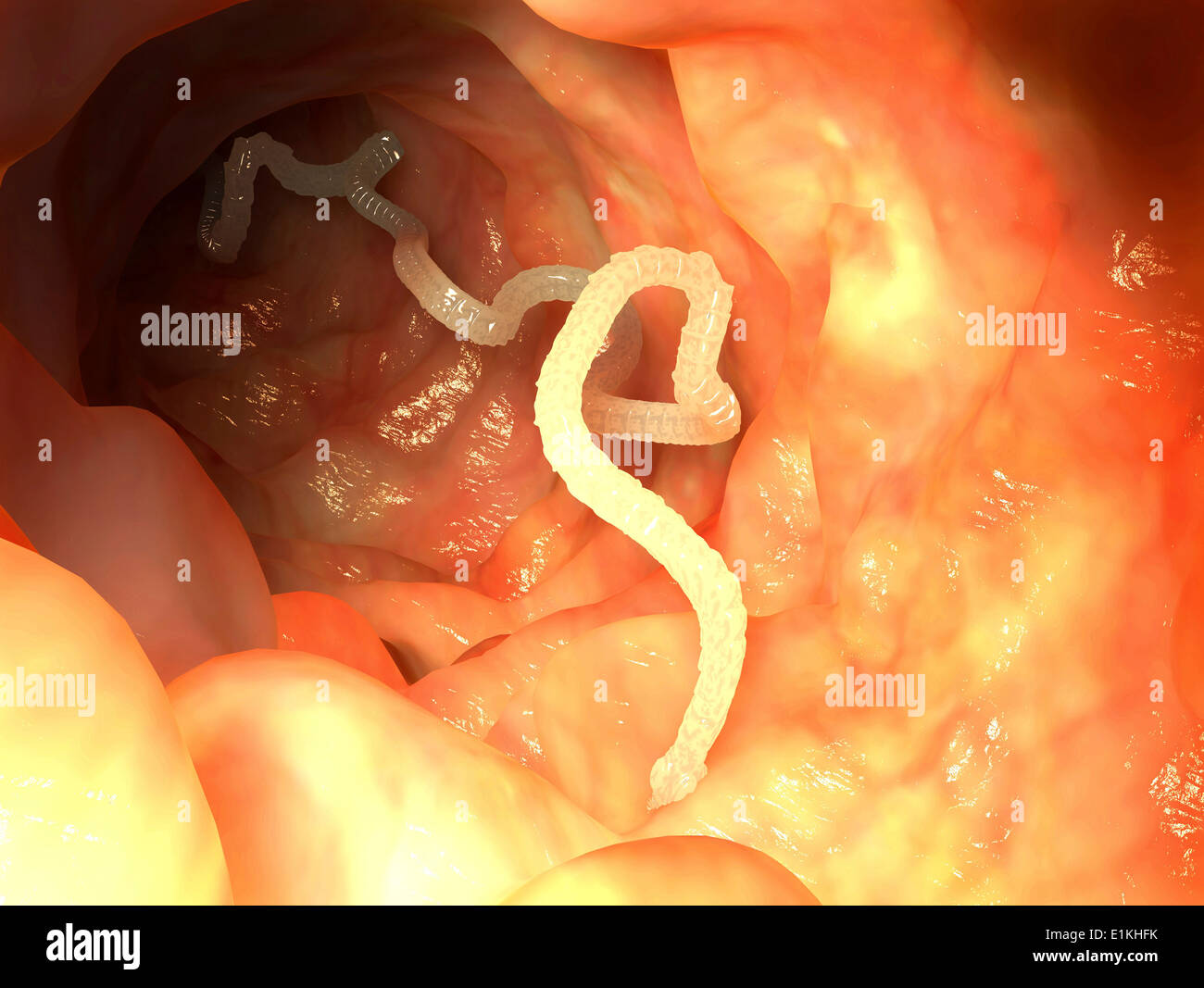 Tenia larga immagini e fotografie stock ad alta risoluzione - Alamy