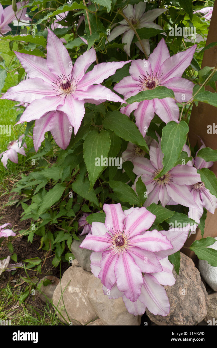 Clematis hybrids immagini e fotografie stock ad alta risoluzione - Alamy
