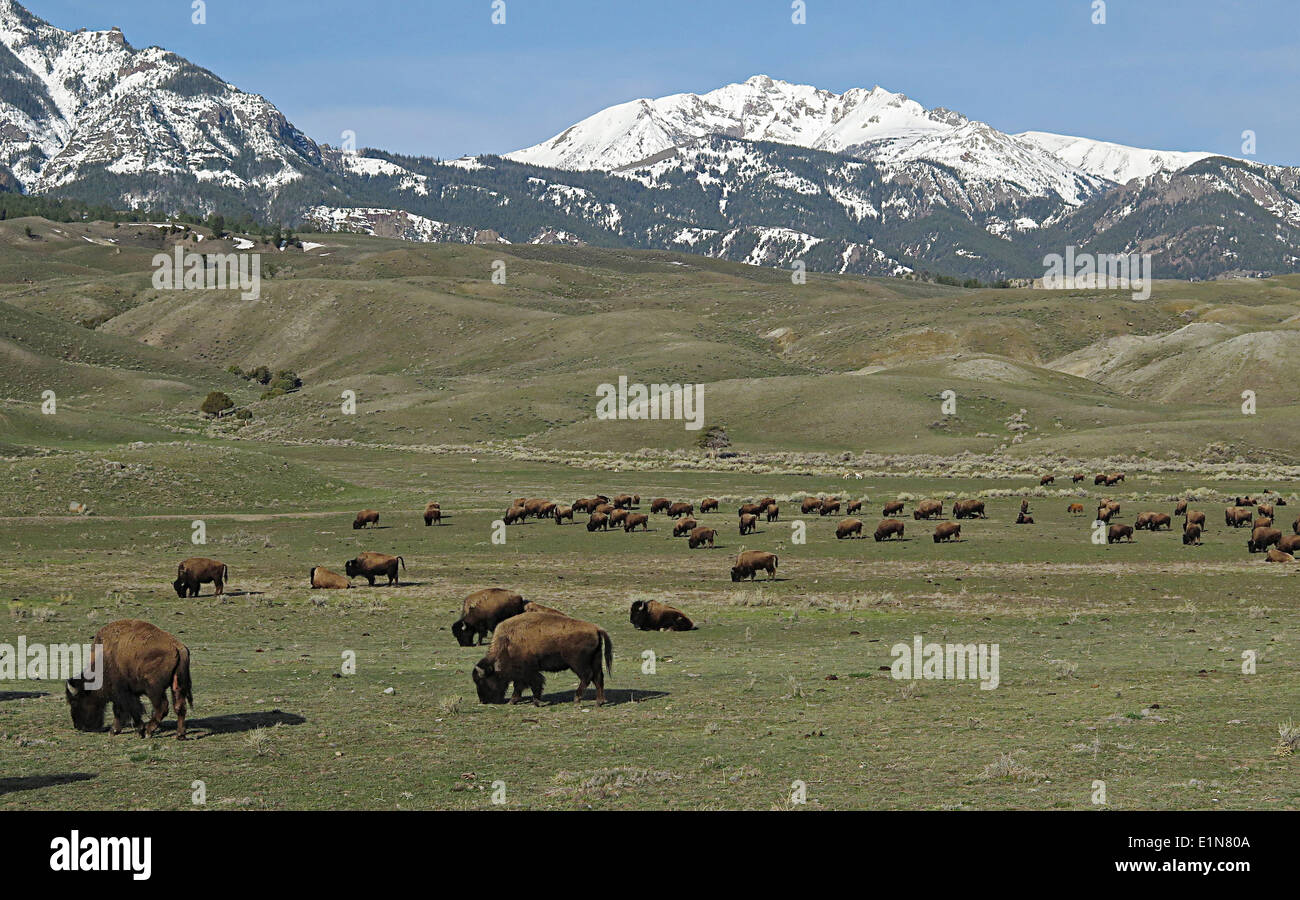 Bisonte preistorico immagini e fotografie stock ad alta risoluzione - Alamy