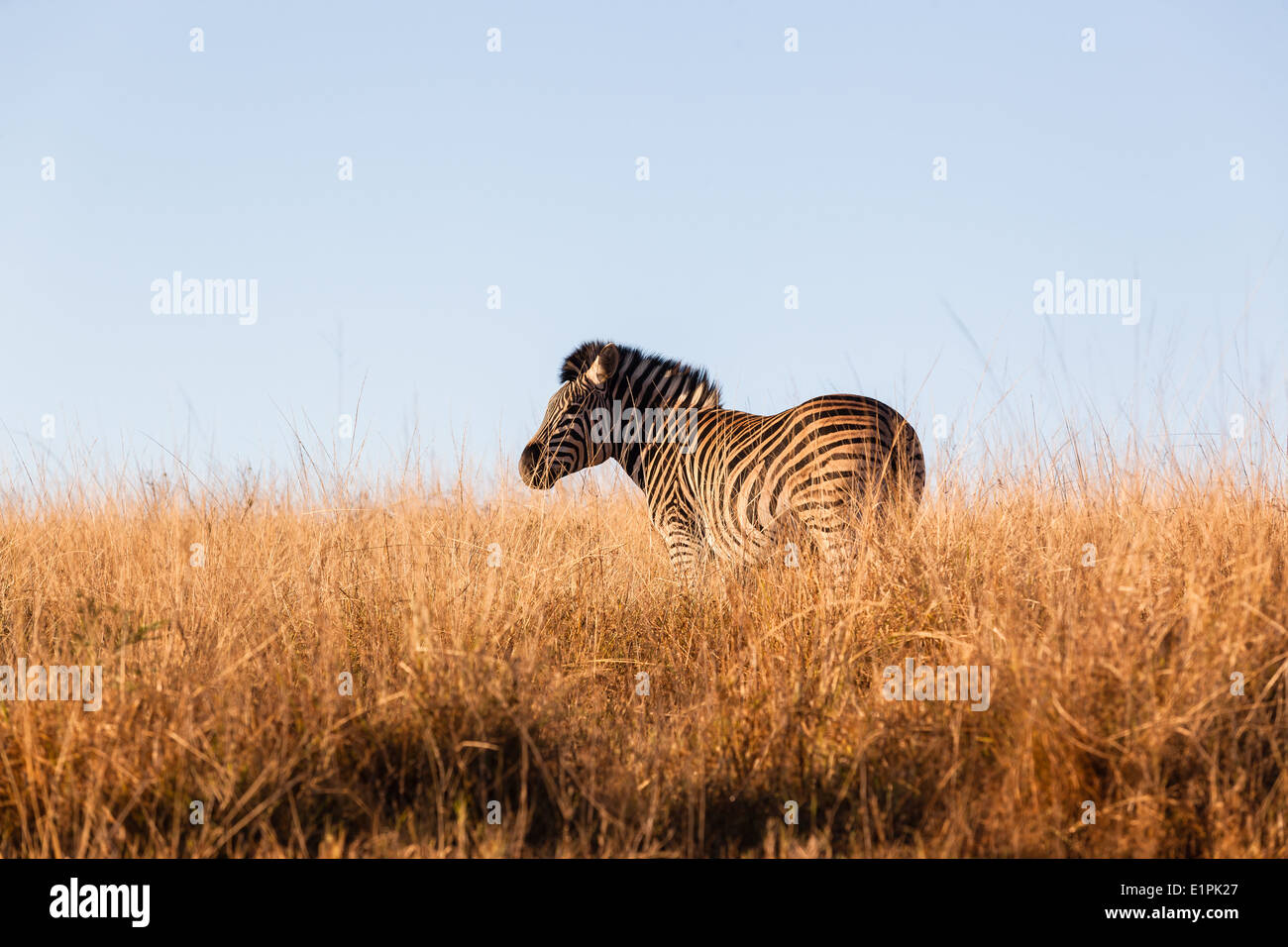Fauna selvatica animali immagini e fotografie stock ad alta risoluzione ...