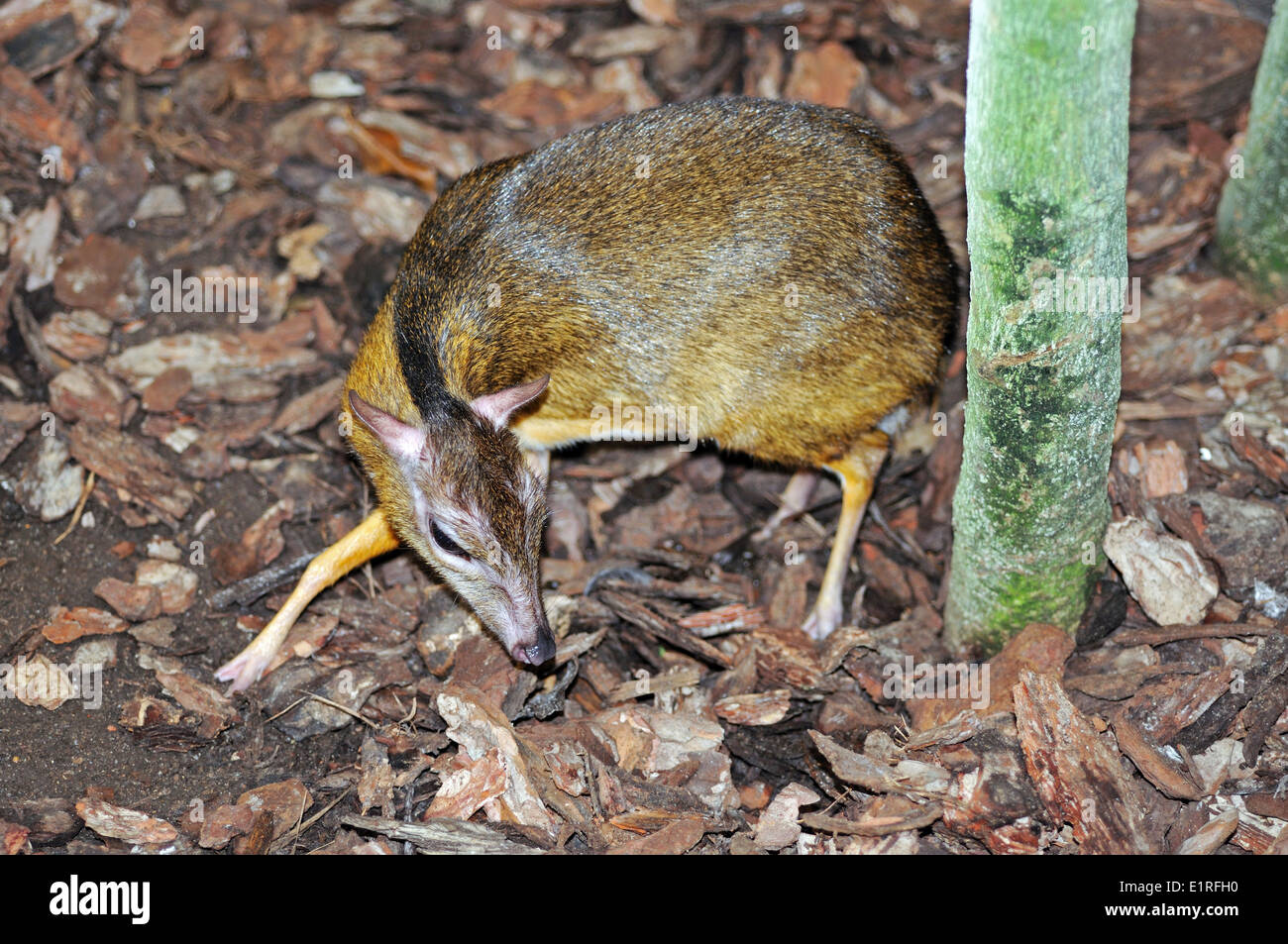 Mouse deer chevrotain immagini e fotografie stock ad alta risoluzione ...