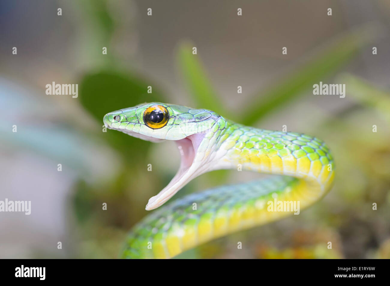 Serpente pappagallo verde immagini e fotografie stock ad alta ...