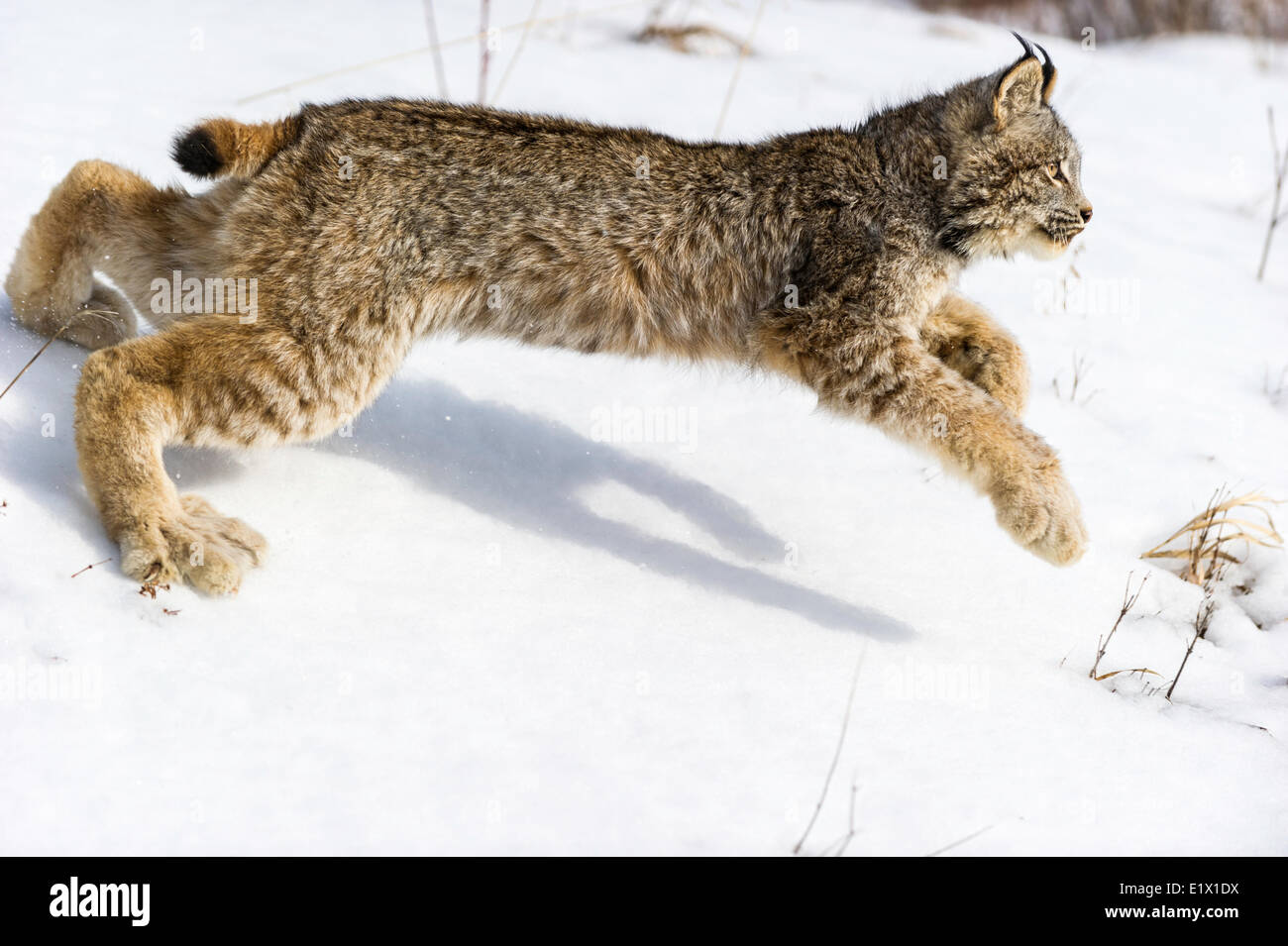 Canadian lynx lynx canadensis immagini e fotografie stock ad alta ...