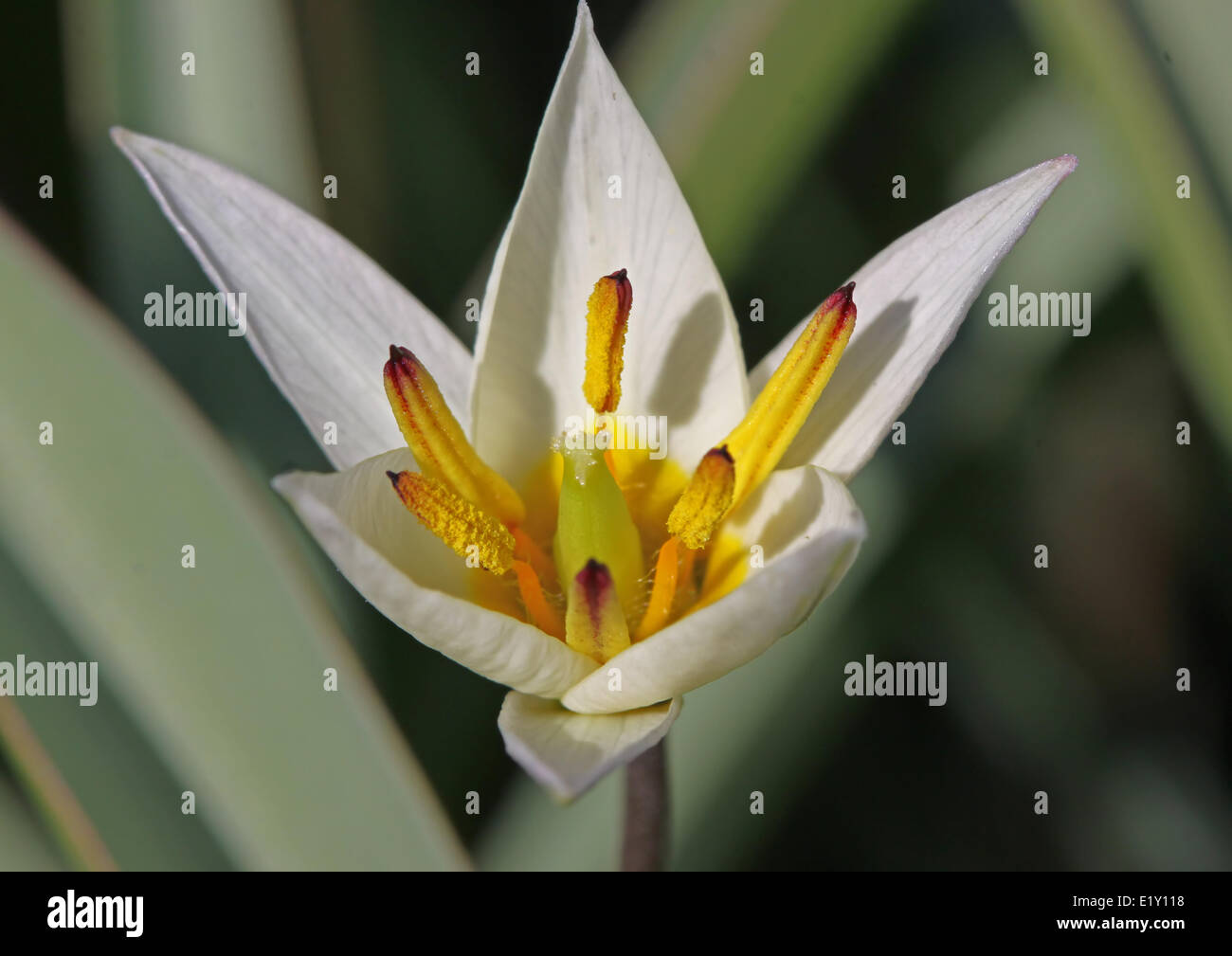 Tulipano di tulle liliaceae immagini e fotografie stock ad alta ...