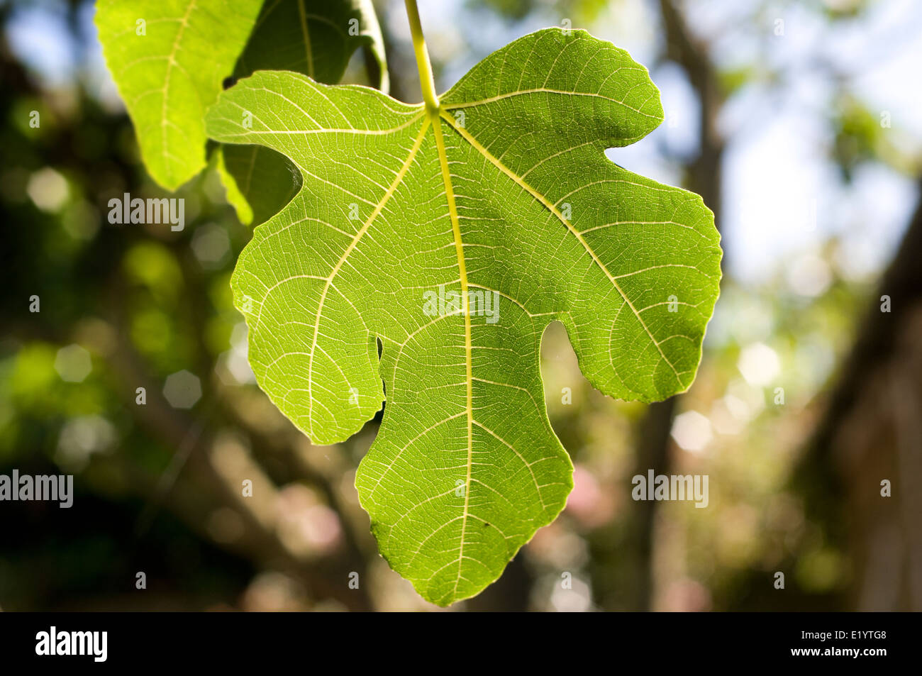 Foglie di fico immagini e fotografie stock ad alta risoluzione - Alamy