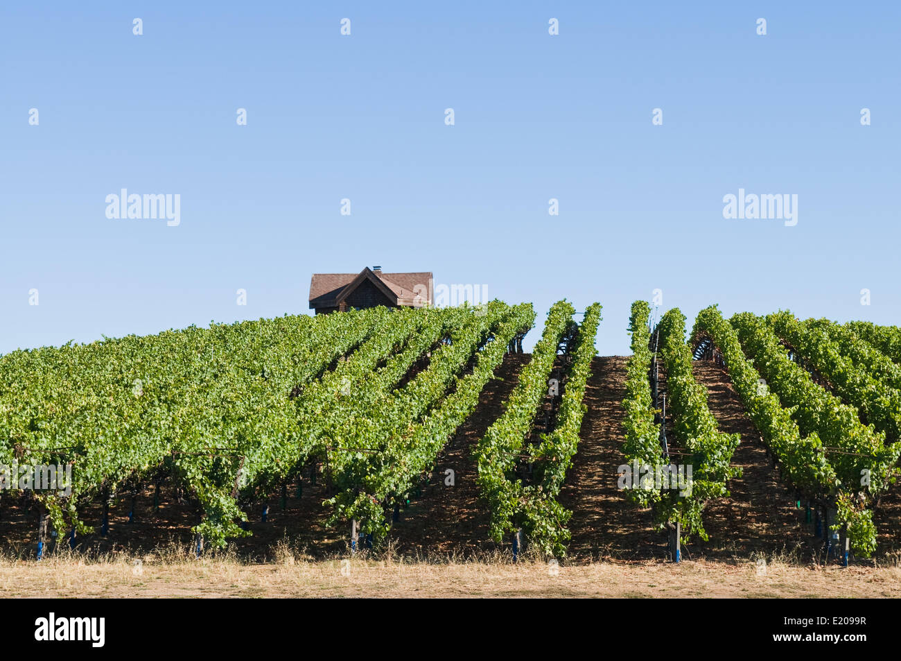 Vegetazione del vigneto immagini e fotografie stock ad alta risoluzione ...